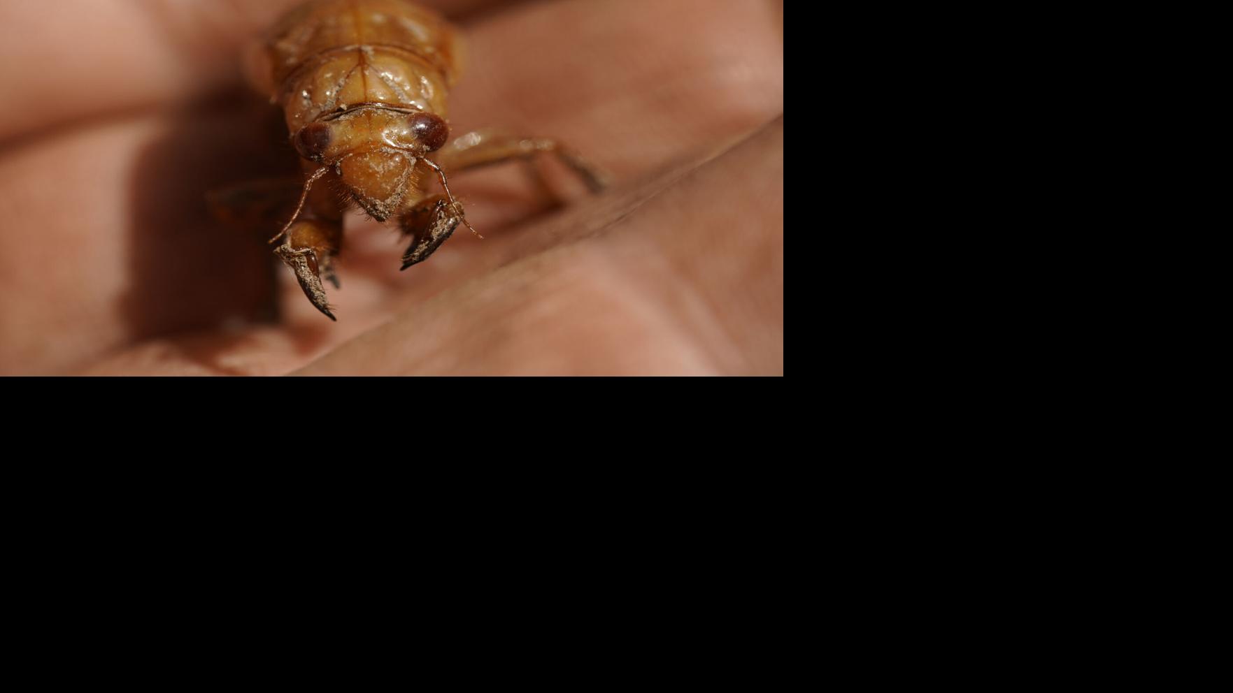 Photos: Trillions of cicadas about to emerge
