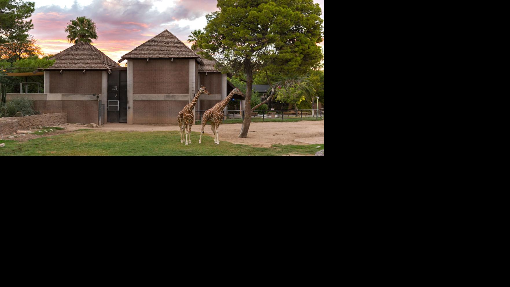 Reid Park zoo | | tucson.com