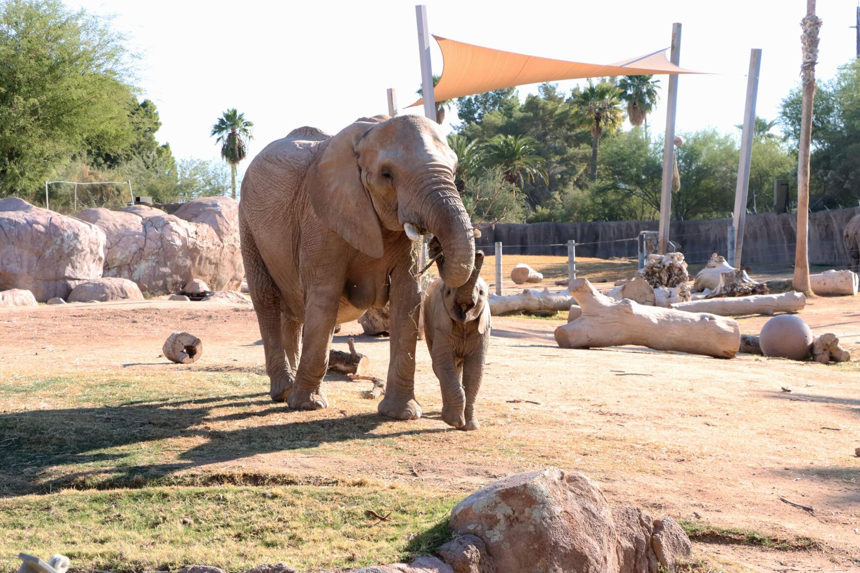 Elephant calf Meru loves painting, climbing on logs