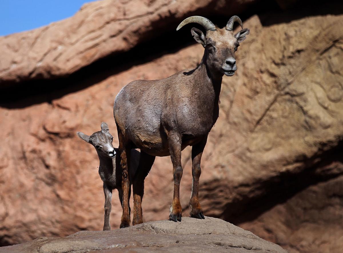 Photos: Baby Bighorn sheep at Arizona-Sonora Desert Museum | Galleries ...