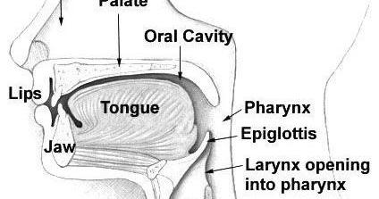 epiglottis function