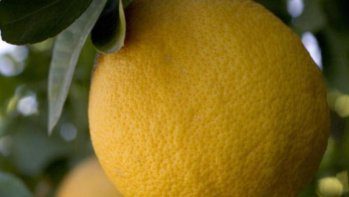 What is normal lifespan for grapefruit tree?