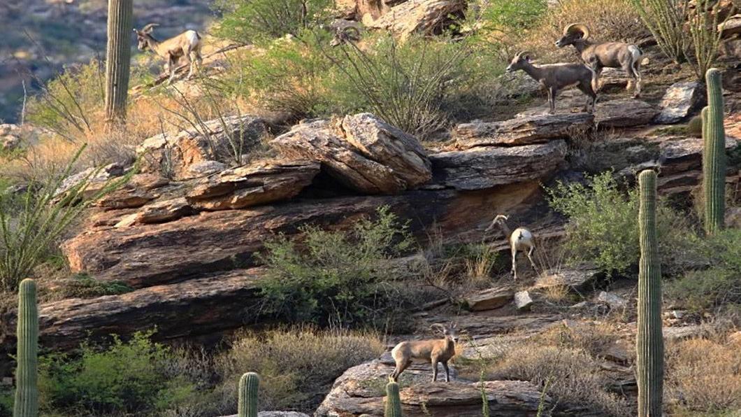Hikers are spotting bighorn sheep in Tucson's Catalina Mountains ...