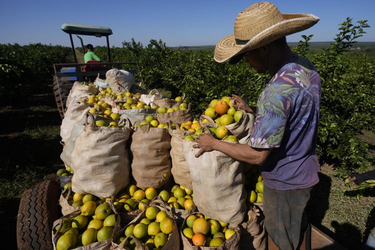 Why are orange juice prices so high? Here’s what to know