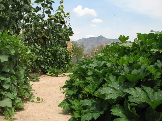It's time to plant Native American crops