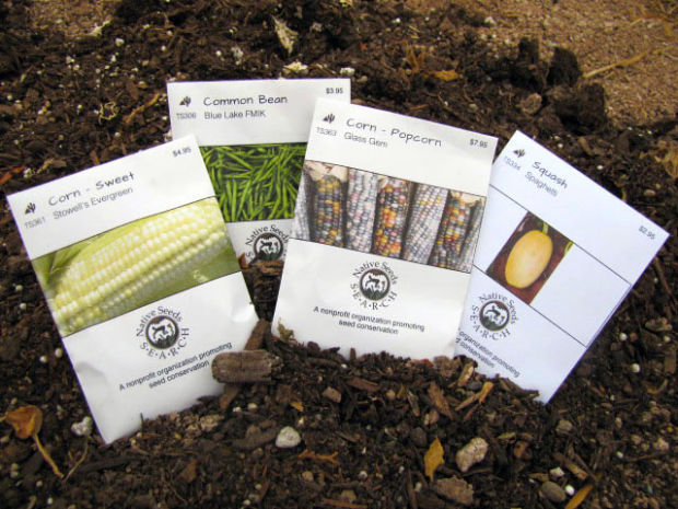 All Things Green in Tucson: The three sisters