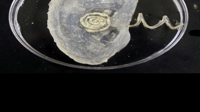 Photos: Bionic ear grown in lab picks up radio signals