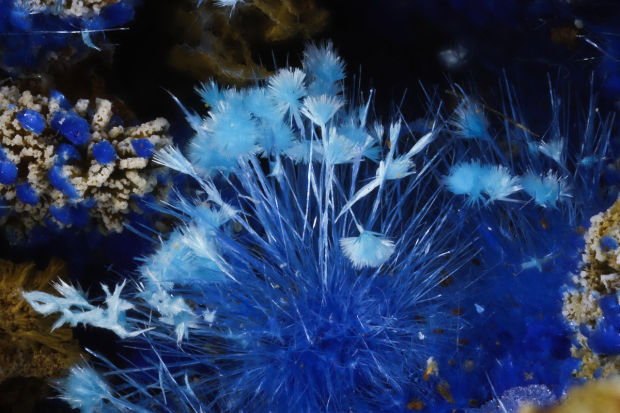 Mine Tales: Mules aided Grand Canyon's Grandview site