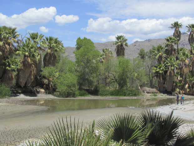 Monsoon boon: Agua Caliente pond on rise again | Local news | tucson.com