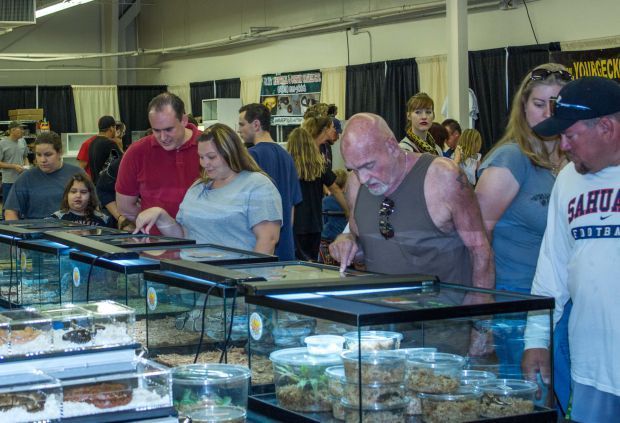 Reptile Man prepares for big show