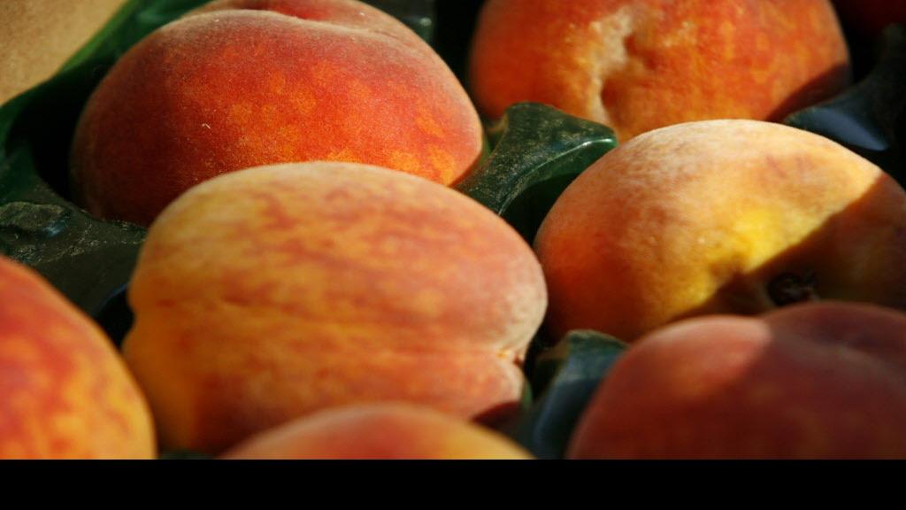 Info on peach blight