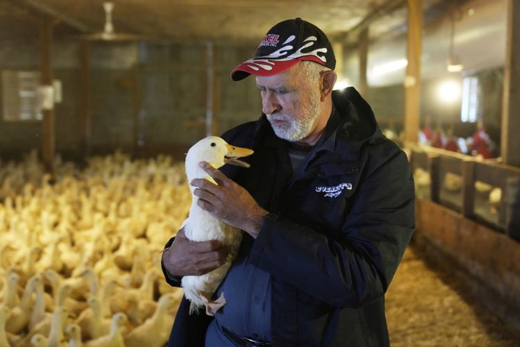 Ducks return to Long Island farm plagued by bird flu