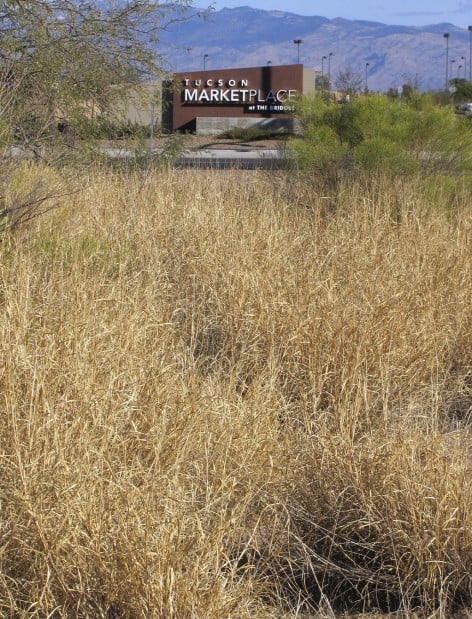 Buffelgrass poses urban fire risk in Tucson