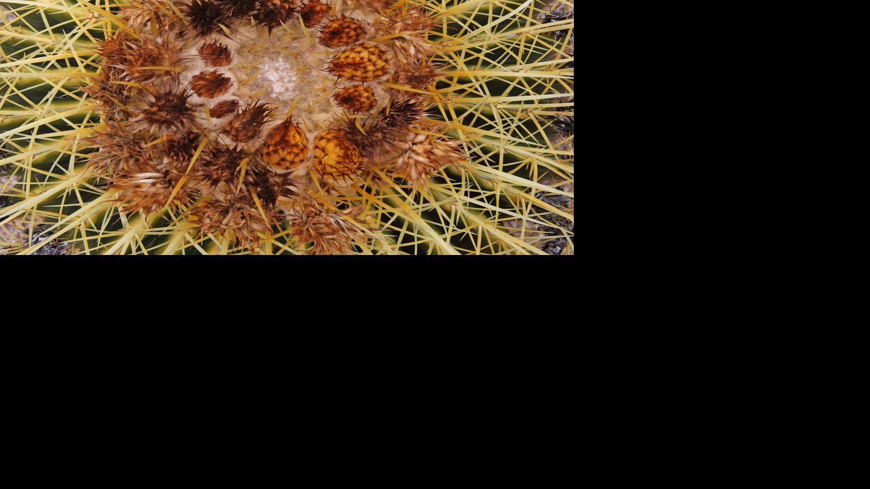 Quick reference guide for harvesting cacti this summer in Tucson