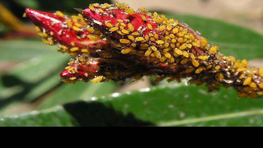 Are these bugs harmful?