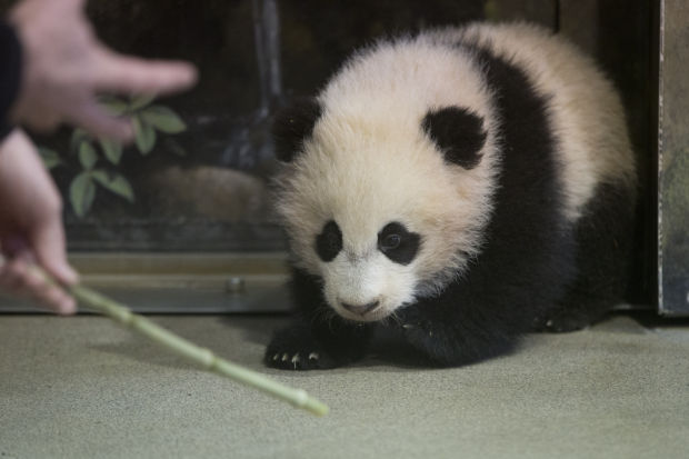 Photos: Bao Bao the baby panda | Entertainment | tucson.com
