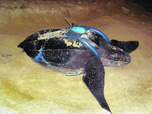 Pacific turtle tracked for 13,000 miles