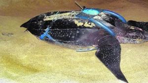 Pacific turtle tracked for 13,000 miles