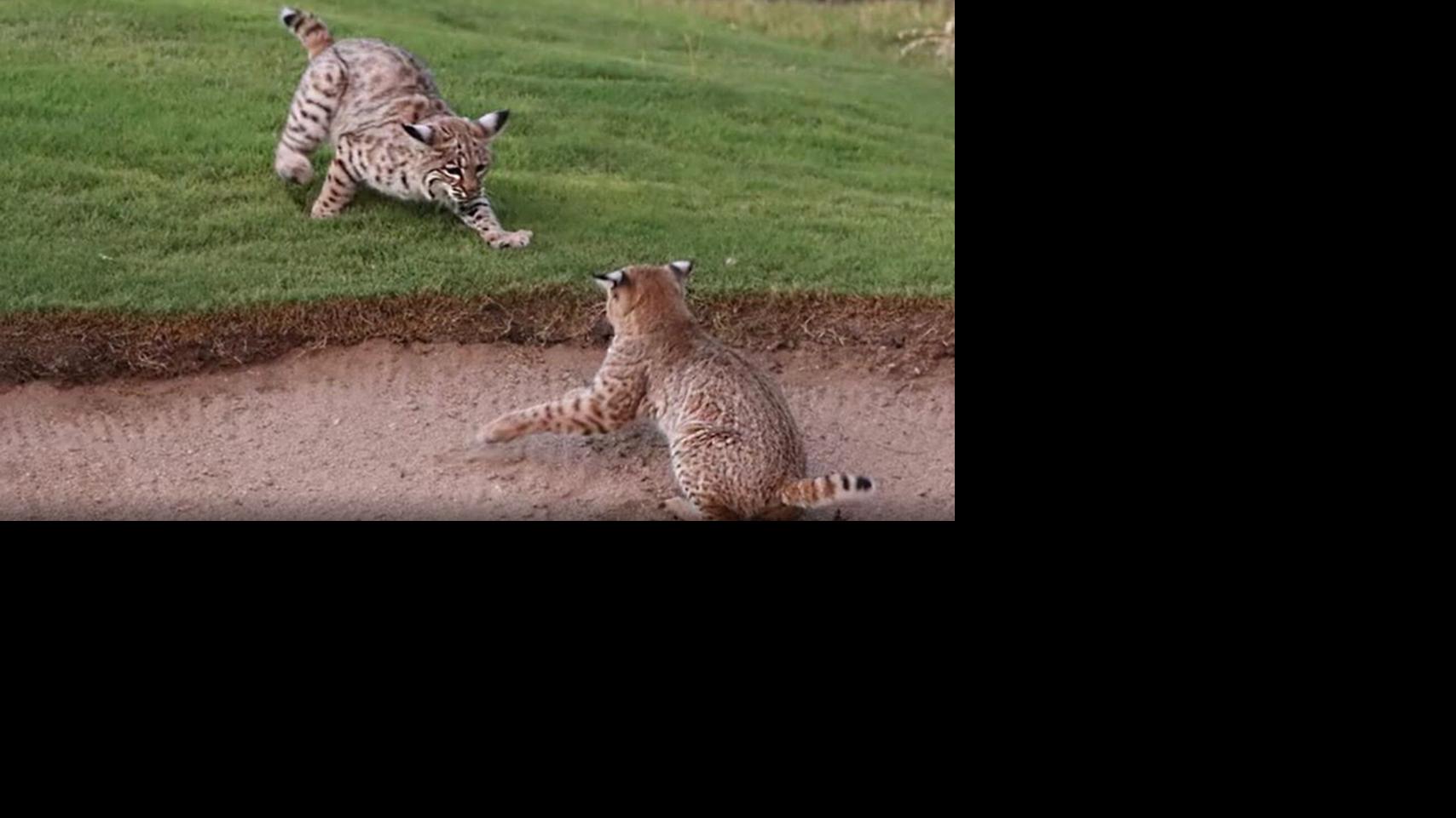 Videos: Southern Arizona wildlife caught on camera