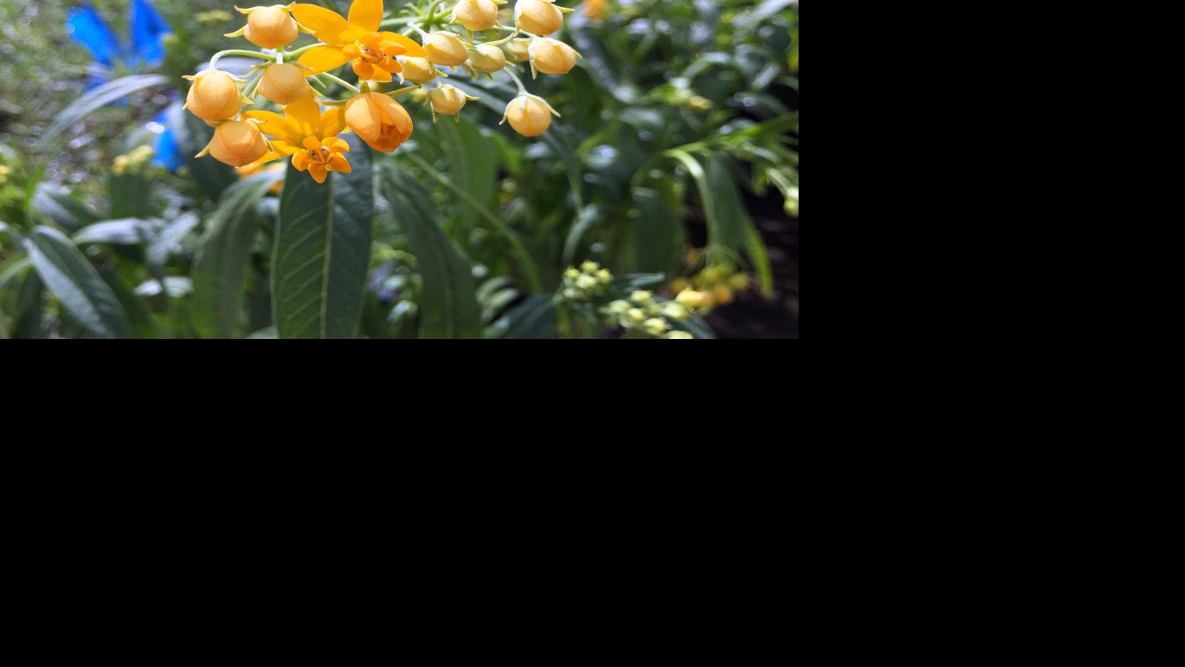 Spring has sprung at Tohono Chul's Spring Plant Sale 🌺 | to do | tucson.com