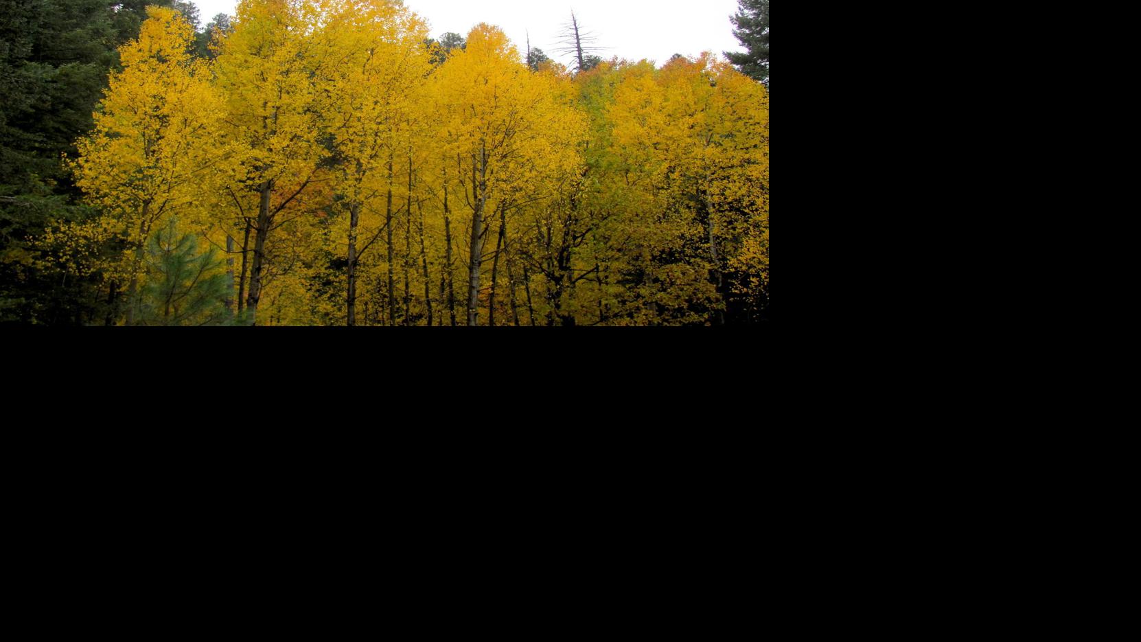 Fall color is peaking near Tucson in the Catalina Mountains