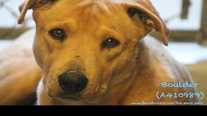 PACC Pets: Take home a new dog or cat