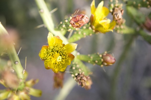Give Chollas a jumping chance