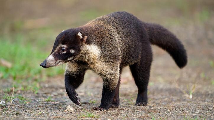 do coati bite