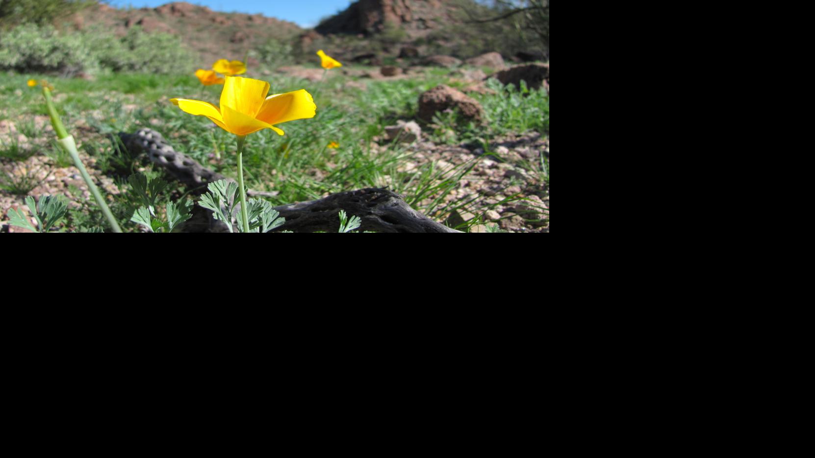 Tucson weather: near-record highs ahead