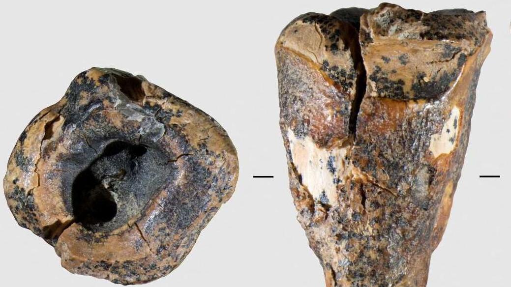 Tooth from Siberian cave reveals Neanderthal dental surgery
