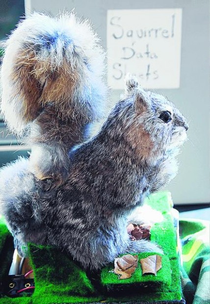 Robo-squirrel is among fake critters aiding researchers