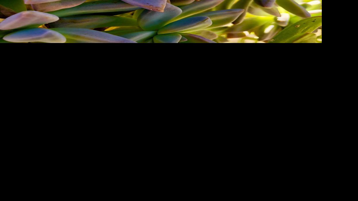 Pima County Master Gardener Spring Plant Sale