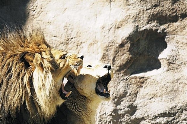 Hear Them Roar