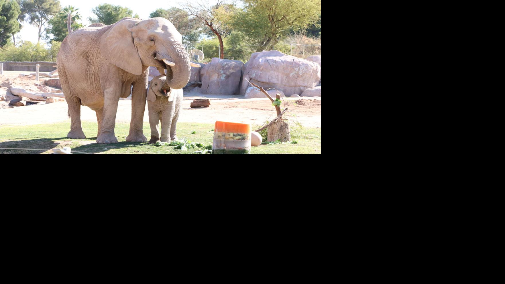 Tucson's biggest baby is officially 1 year old and she's still as cute ...