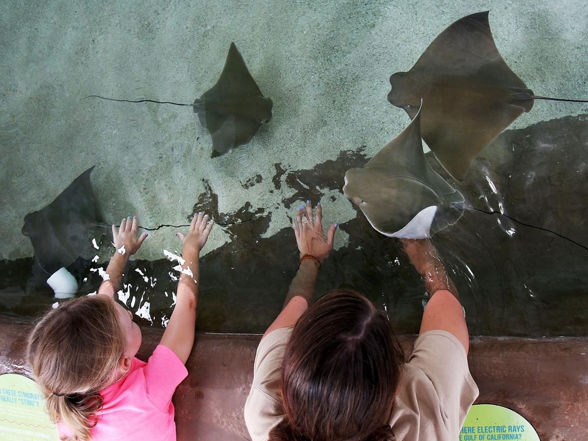 New stingray exhibit at the Desert Museum is open, touch and feed them