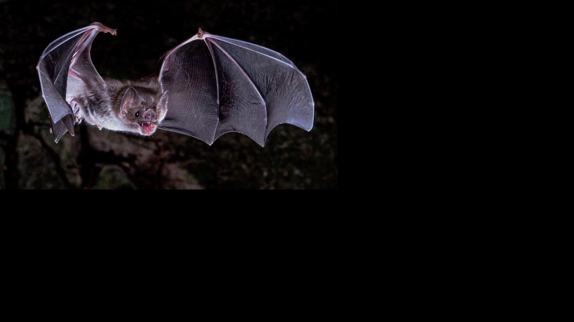 vampire bats bite humans