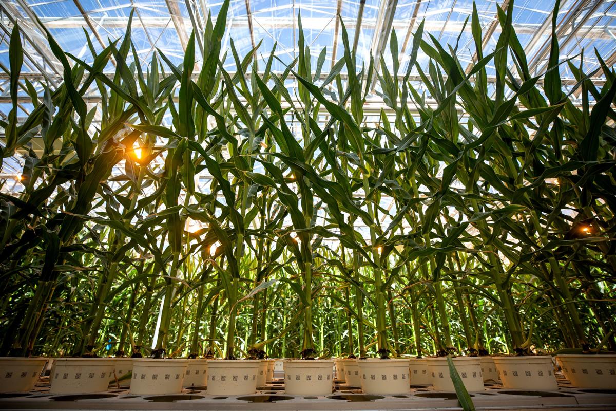 Photos: Bayer Crop Science dedicates new facility in Marana