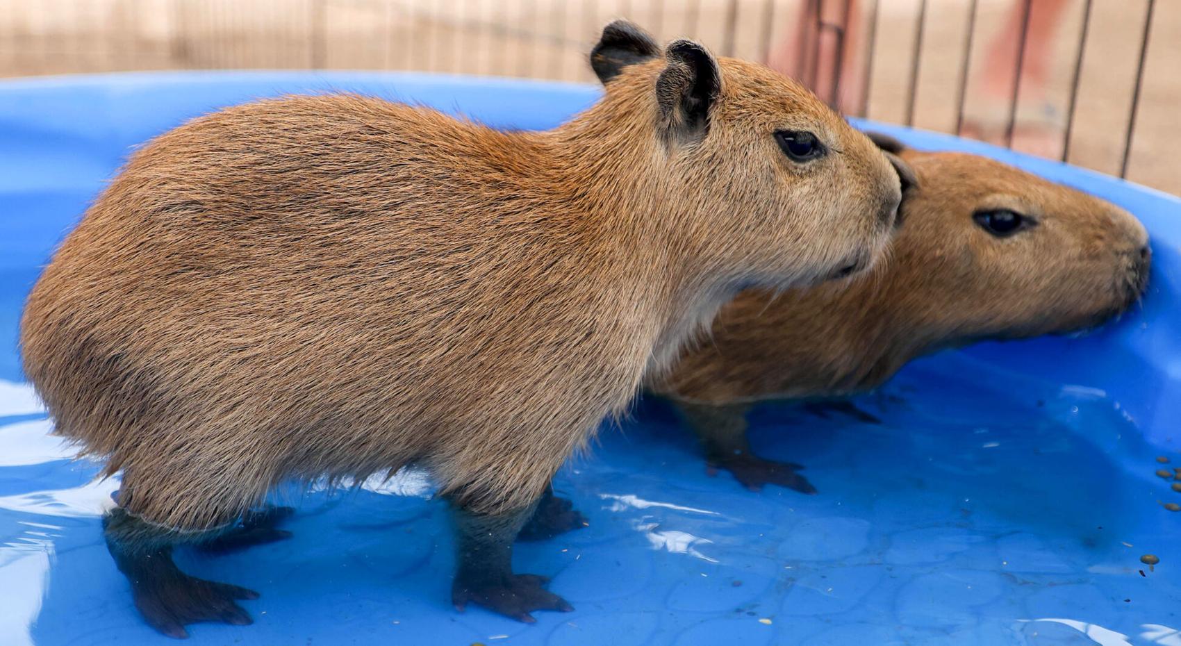 2 more capybaras join private Marana zoo