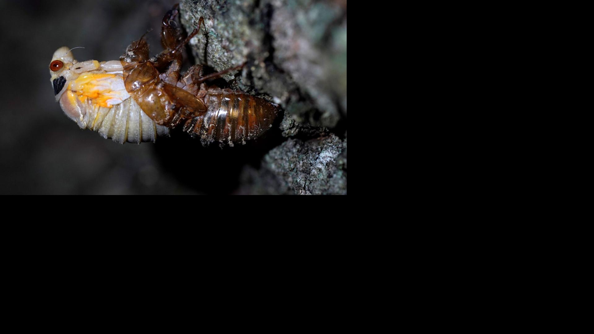 Days away? Trillions of cicadas about to emerge