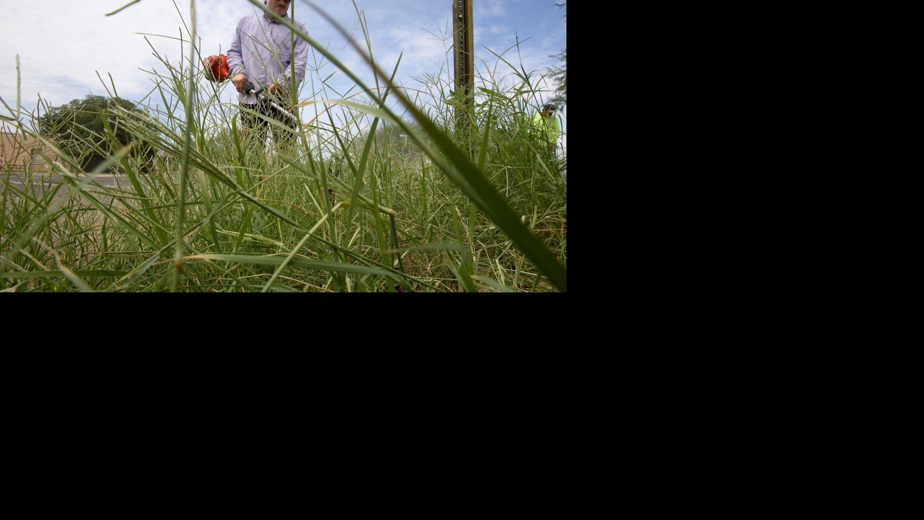 Photos: Weeds are a plenty in Tucson