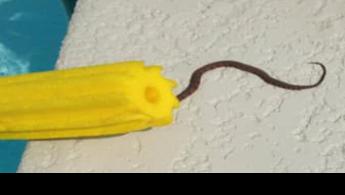 Arizona fire department warns of snakes hiding in pool noodles | Local ...