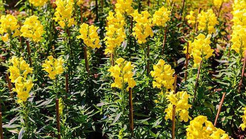 Snapdragon rust can be managed