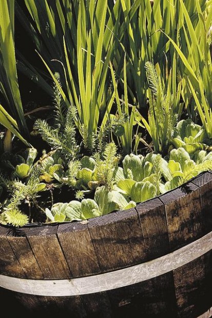 Wine half-barrels great for water gardens Wine half-barrels great for water gardens