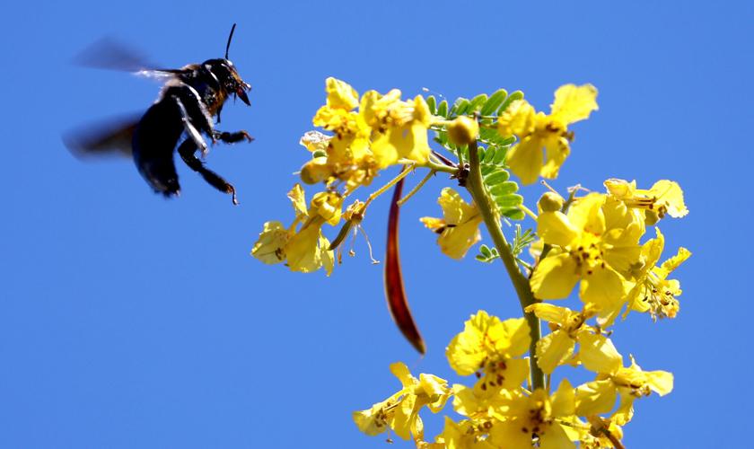 Palo verde trees blooming across Tucson