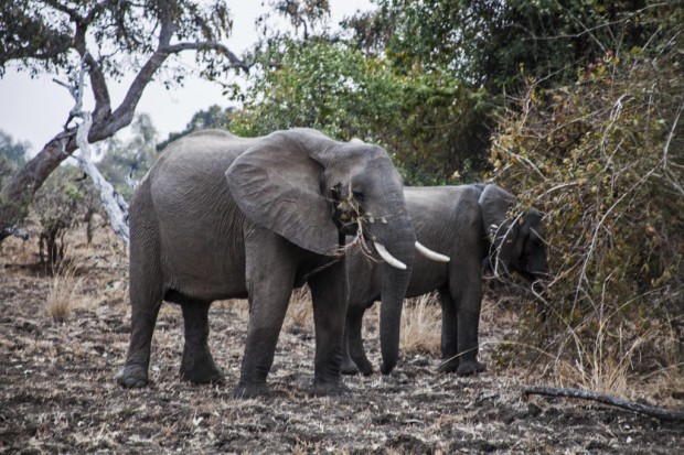 Loud elephants can talk silently, too