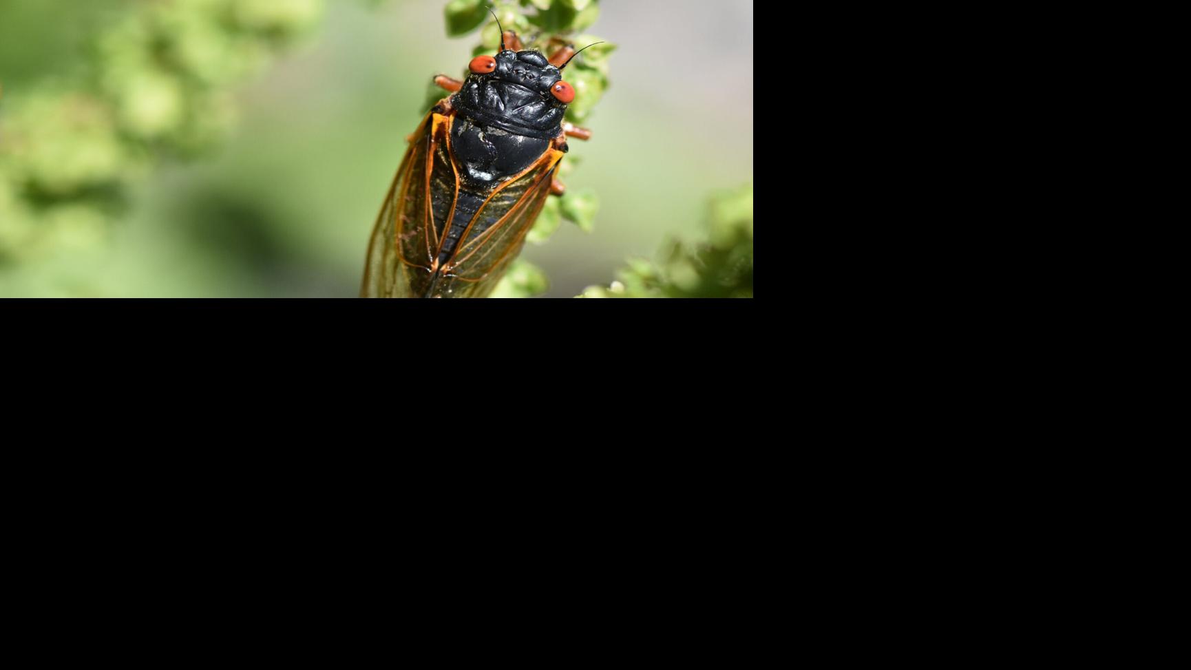 Cicadas provide a good source of protein as food | Science | tucson.com