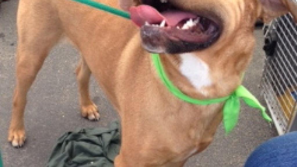 Pima Paws for Life adoptions at NW-side arts and crafts festival this ...