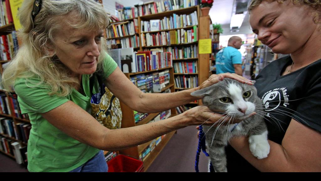 Photos: SARA cat adoptions