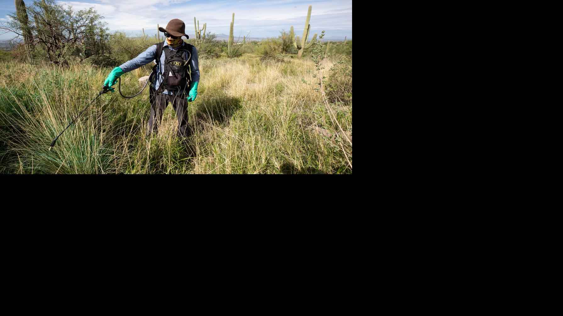 Photos: Crews spray to control invasive grasses in the Santa Catalina ...