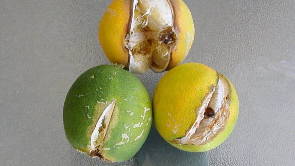orange tree fruit splitting